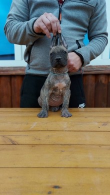 Presa canario štenci