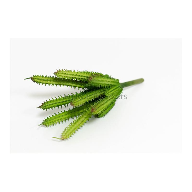V. sukulenta kaktus 18cm/kom