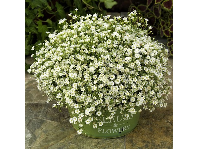 ŠLAJER (GYPSOPHILA ELEGANS) - 50 SEMENA