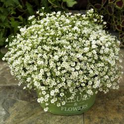 ŠLAJER (GYPSOPHILA ELEGANS) - 50 SEMENA