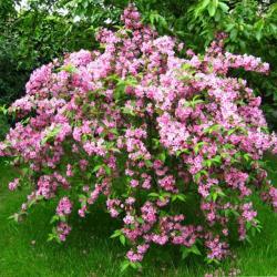 VAJGELIJA ROZE(LAŽNI JASMIN)