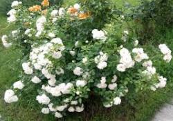bela ruža/mnogocvetna 10reznice