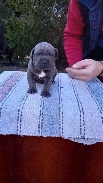 Cane corso sivi stenci