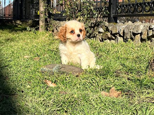 Cavalier king Charles spaniel