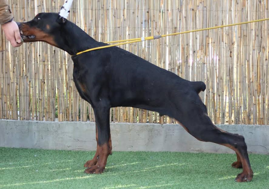 Doberman štene