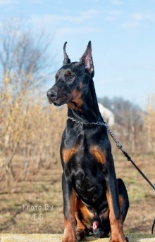 Doberman stenci