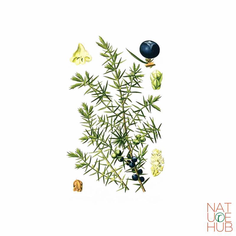 Kleka (Juniperus communis), 100g