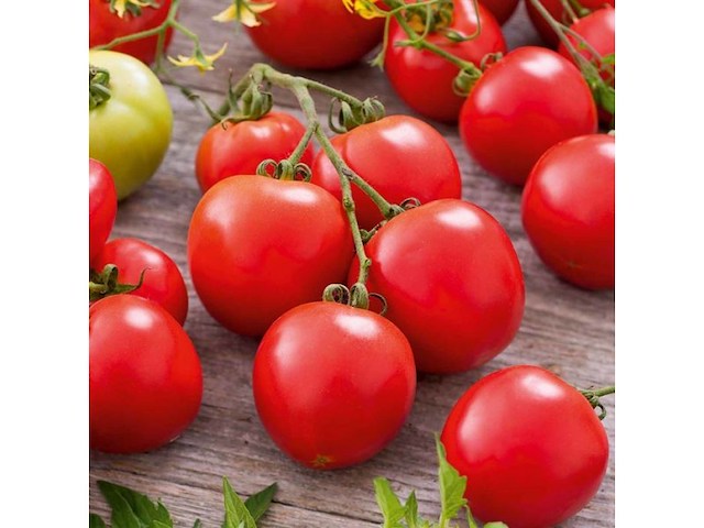Hoffmanns Rentita paradajz