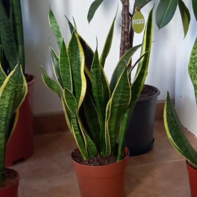 SANSEVIERIA “Futura Superba”