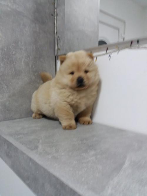 Čau čau (Chow chow) štene