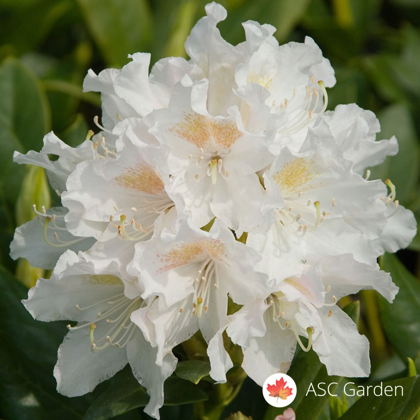 Rododendron Cunningham’s White 40 cm
