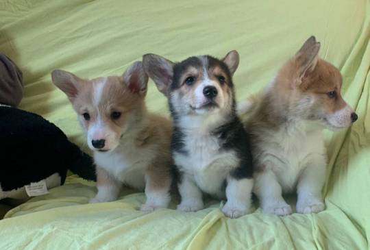 Dostupni stenci Pembroke Welsh Corgi.