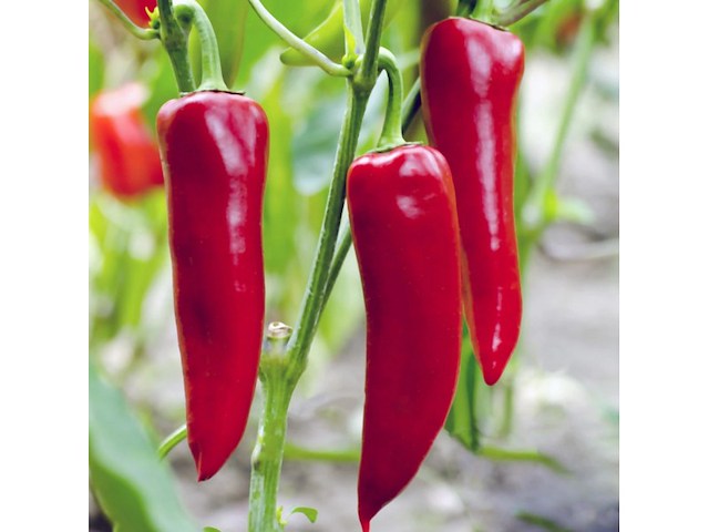 Paprika Corno di toro red