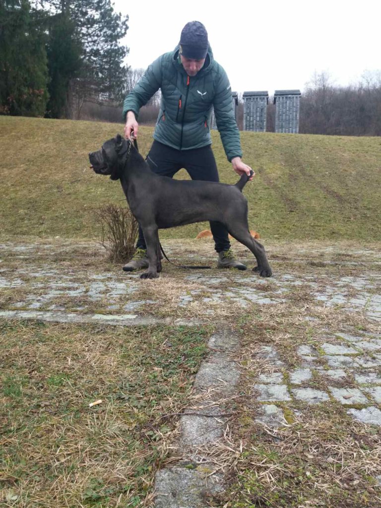 Cane corso ženka