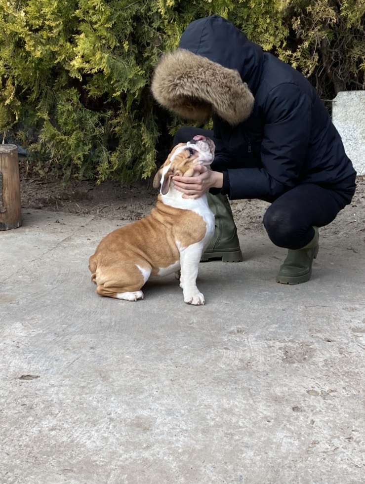 Zenka Engleskog Buldoga