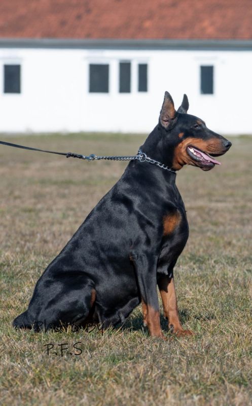 Doberman ženka