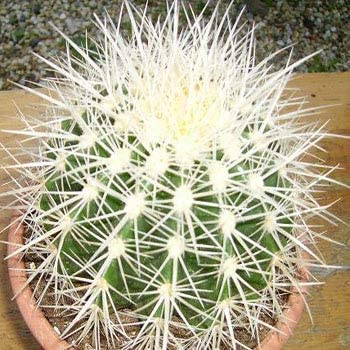 Kaktus veliki