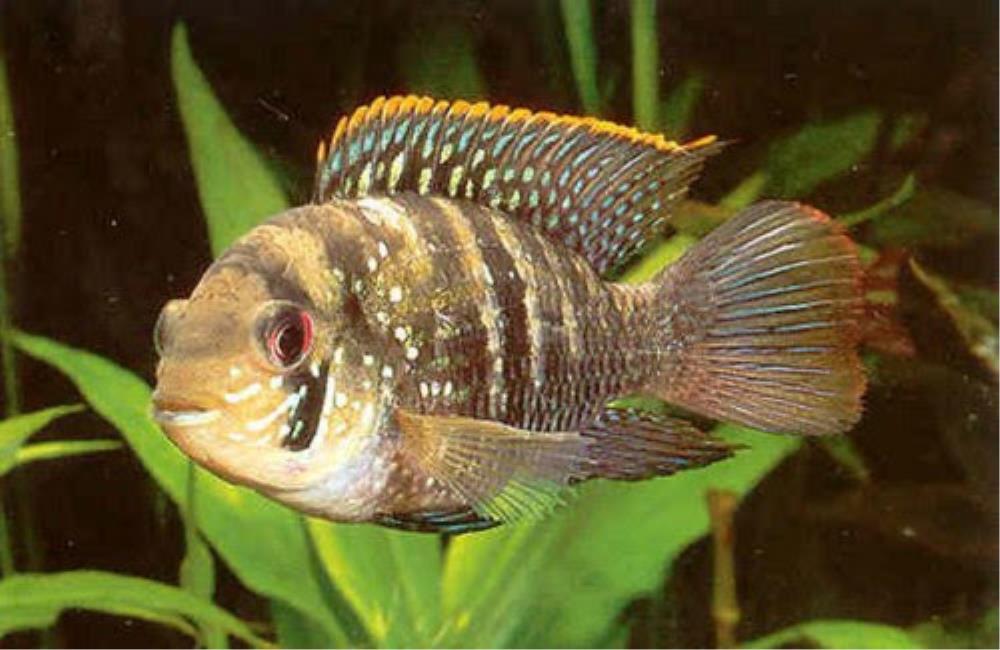 AKARA (AEQUIDENS PULCHER)