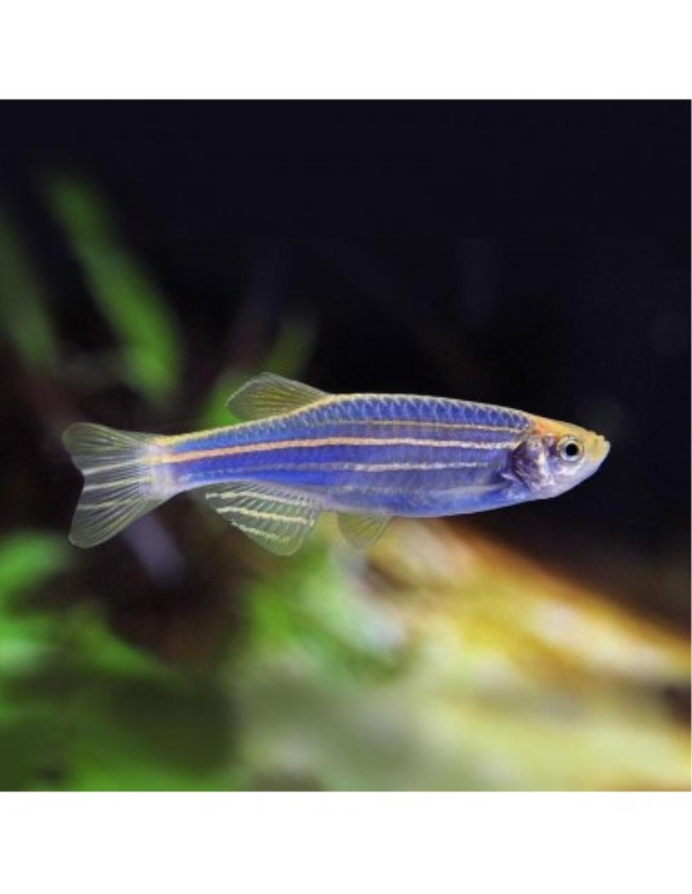 Zebra Plava (Danio Reiro)