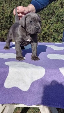 Cane corso stenci sive boje