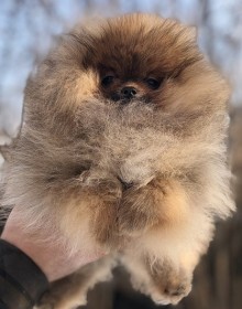 Pomeranski špic,pomeranac,pomeranian,boo štenci