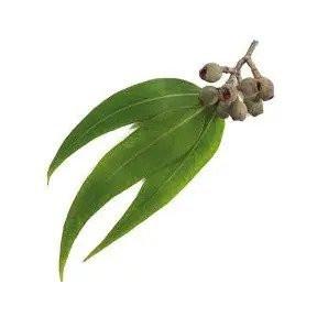 Ulje za masažu 1l Eukaliptus Wellness Time