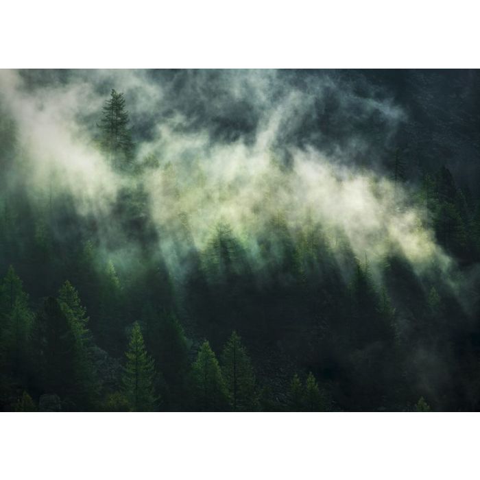 Phot.mur.Misty Crowns 7/1 350*250cm