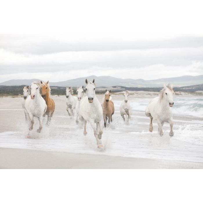 Phot.mur.White Horses 8/368*254cm