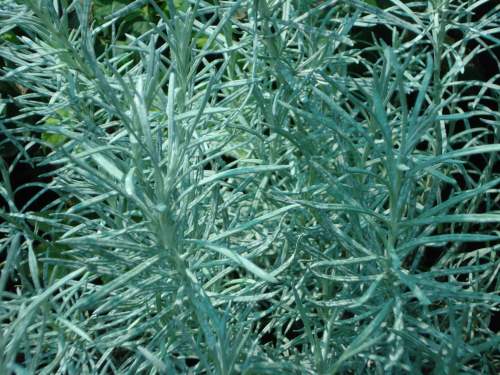 Helicrysum italicum – Smilje 0,8l