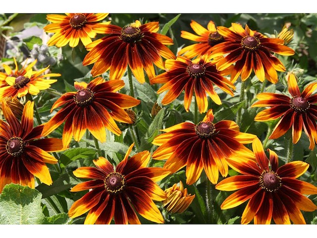 RUDBEKIJA (RUDBECKIA HIRTA) - 100 SEMENA