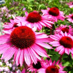EHINACEJA (ECHINACEA ANGUSTIFOLIA) - 30 SEMENA