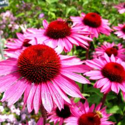 EHINACEJA (ECHINACEA ANGUSTIFOLIA) - 30 SEMENA