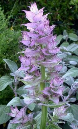 Muskatna zalfija - Salvia sclarea (seme)