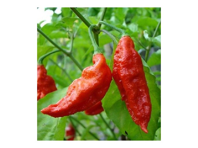 Bhut Jolokia (seme) Chilli RED