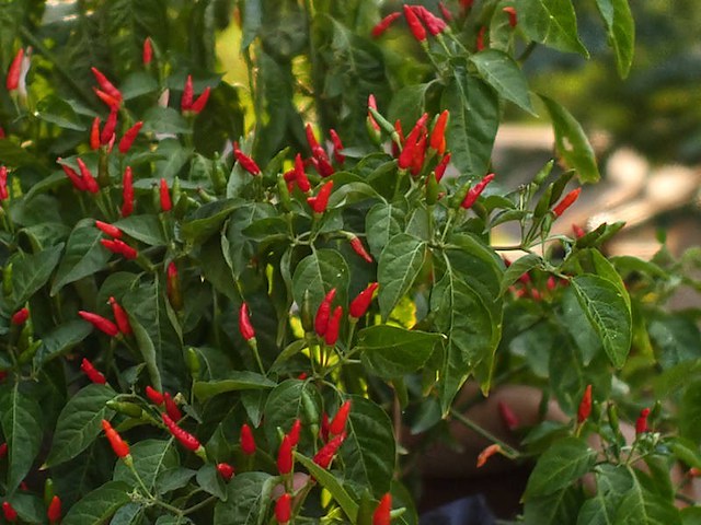 ČILI PAPRIČICA PIRI-PIRI