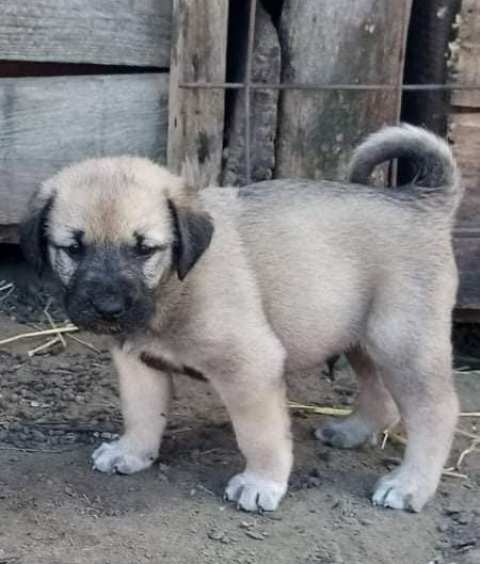 Turski kangal, štenci