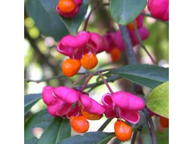 Euonymus europaeus (seme) Kurika