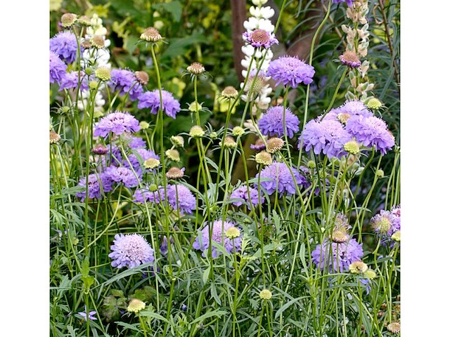 Scabiosa divlja (seme)