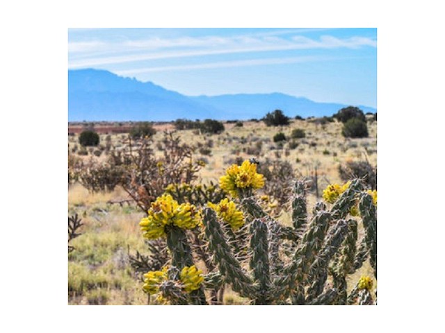 Cylindropuntia kaktus (seme)