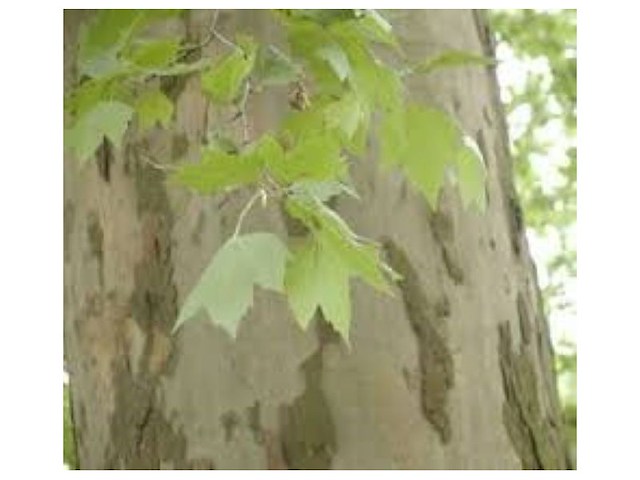 platanus-acerifolia