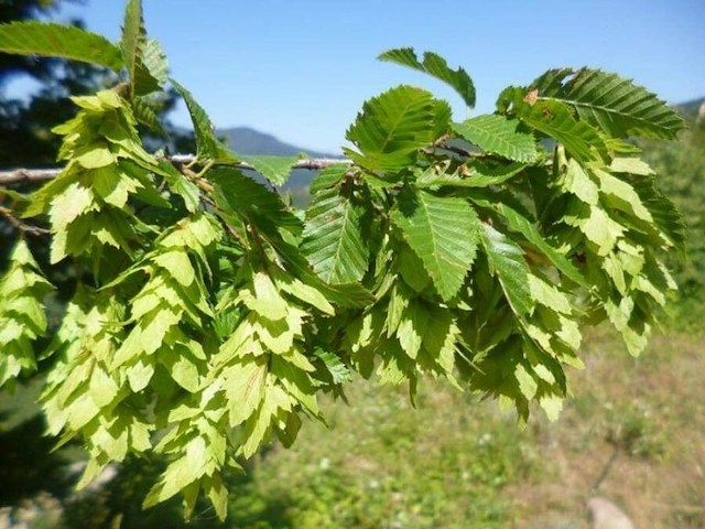 Carpinus orientalis (seme) Beli grab