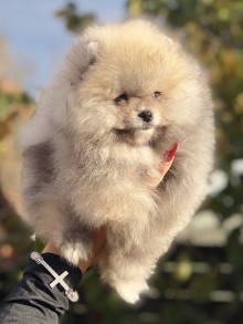 Pomeranski špic,pomeranac,pomeranian,boo štenci