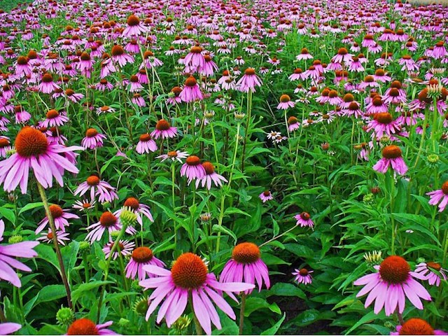 Echinacea (seme) - Ehinacea