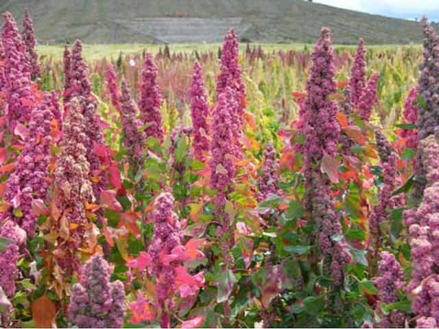 Quinoa - Kinoa (seme) zitarica BUDUCNOSTI!!