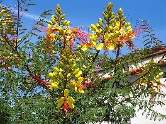 Caesalpinia gilliesii - Zuta rajska ptica (seme)