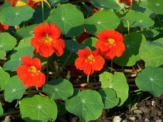 Tropaeolum majus - Dragoljub (seme)