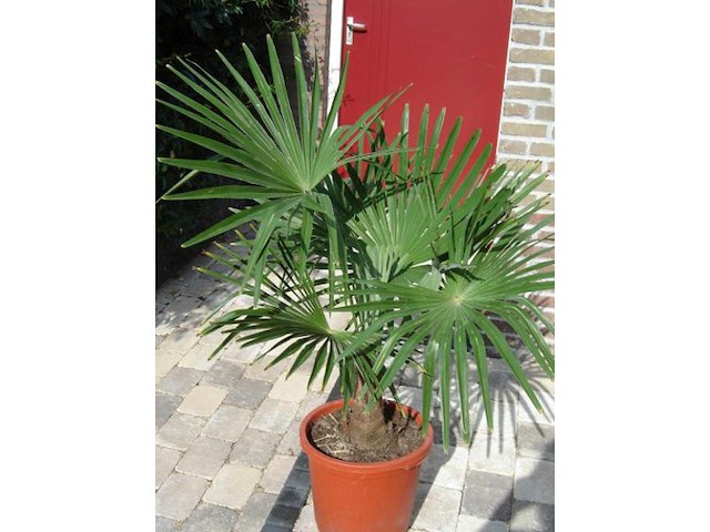 Trachycarpus fortunei (seme) 10 semenki