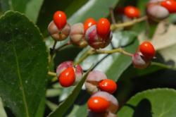 Euonymus japonicus (seme)