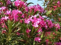 Nerium oleander - Oleander rozi (seme)