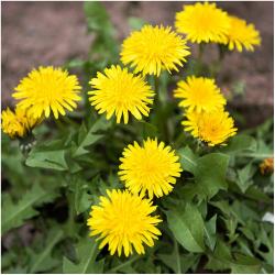 Taraxacum officinale (seme) Maslacak